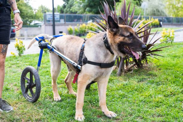 Lifting Solutions for Pets with Spinal Injuries: Essential Support for ...